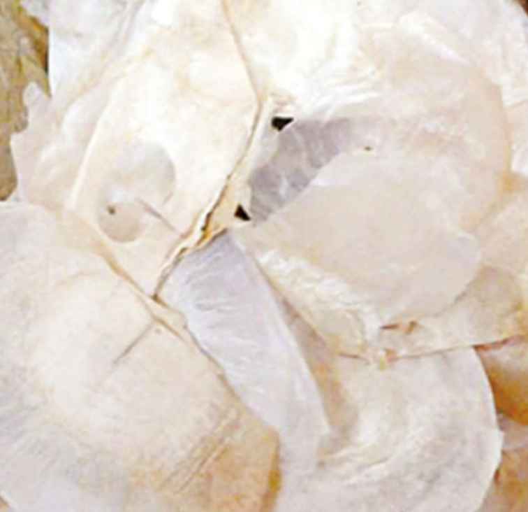 Oroxyli Semen – Mu Hu Die – 木蝴蝶