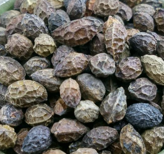 Fructus Bruceae – Ya Dan Zi – 鸭胆子